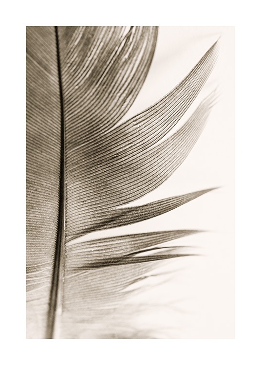 Soft Feather Poster - Close up feather - desenio.com