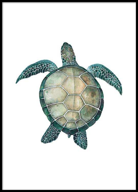 Sea Turtle, Poster