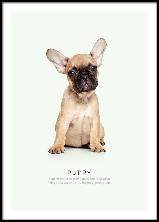 Cute Dog Posters